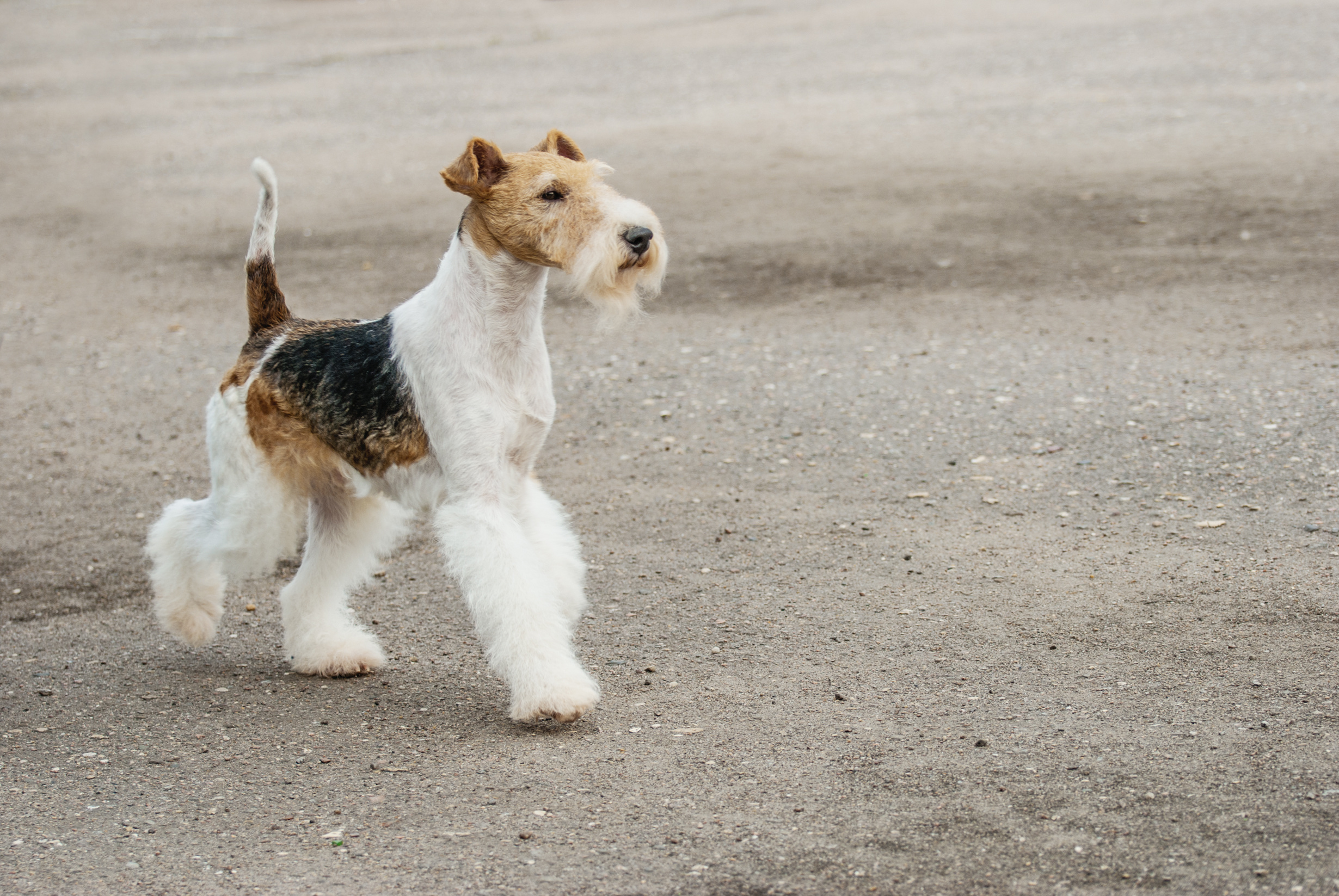 Ruhåret Foxterrier | zooplus Magasin
